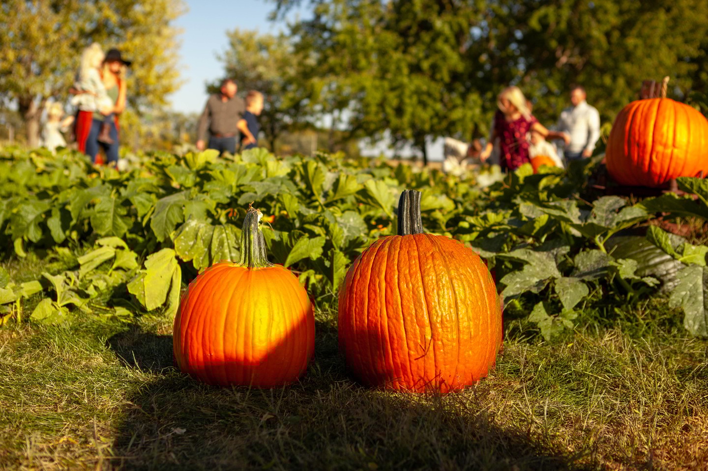 11 Fun Fall Activities to Try in Nebraska | Visit Nebraska